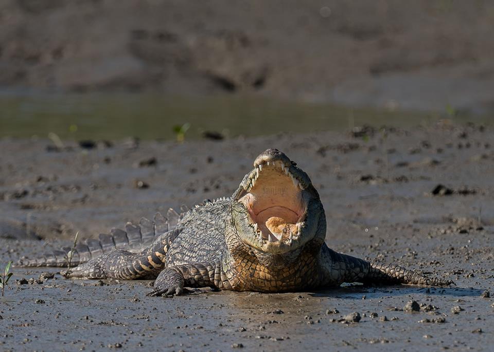 Dakhin Rai (Tiger God) from Sunderbans – Tiger Tales of India