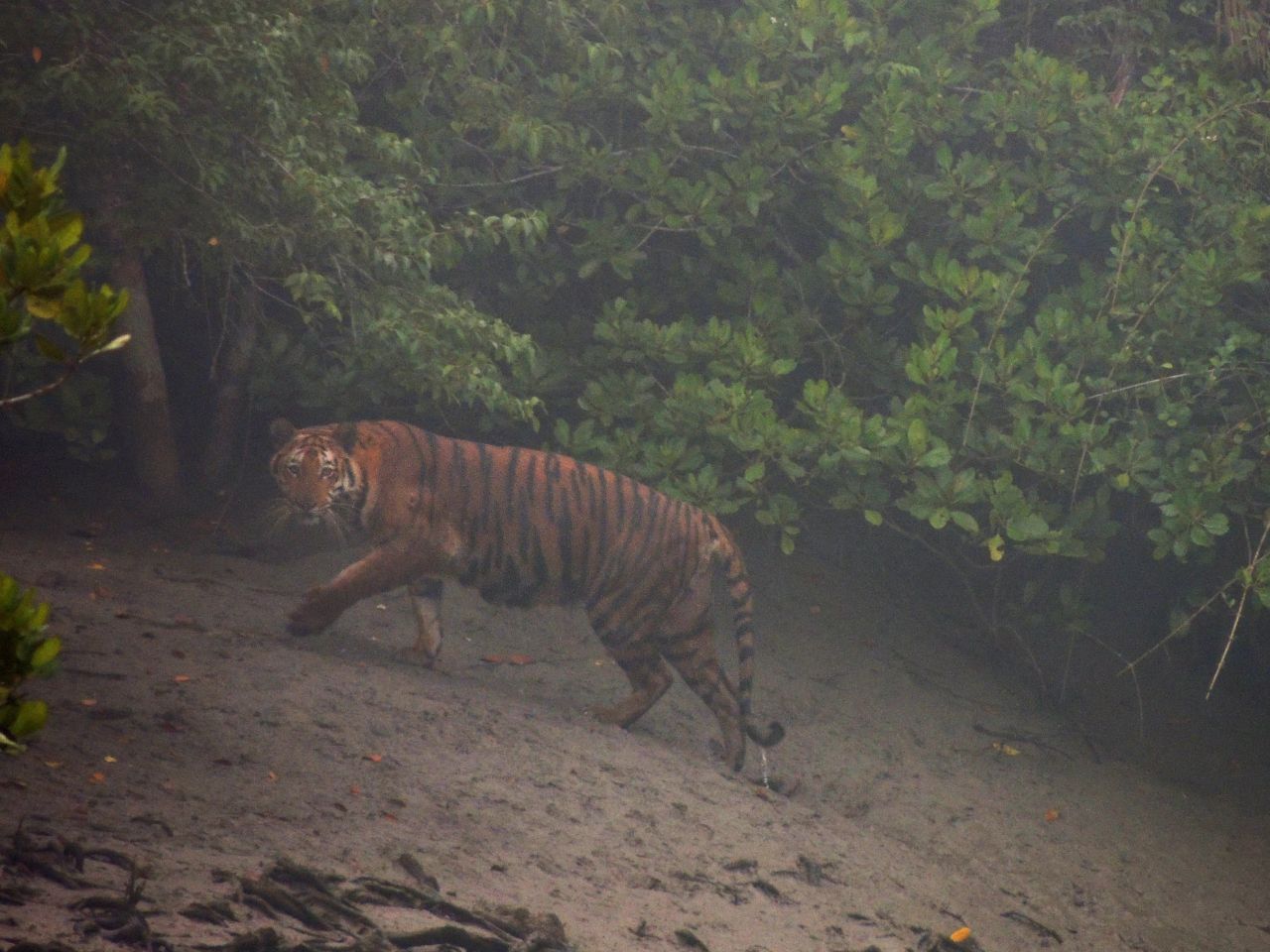 Dakhin Rai (Tiger God) from Sunderbans – Tiger Tales of India