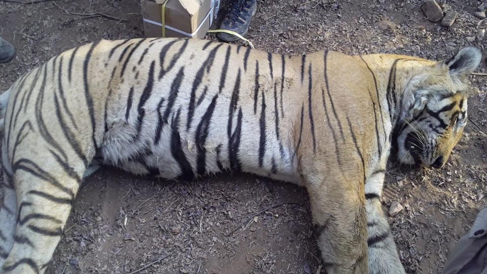 Fantastic Beasts and How to Kill Them – Tiger Tales of India