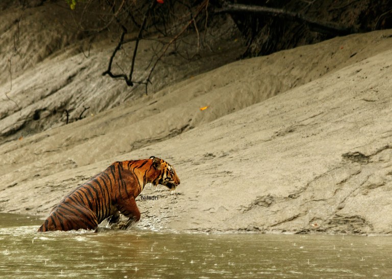 Sunderban Tigers – Tiger Tales of India