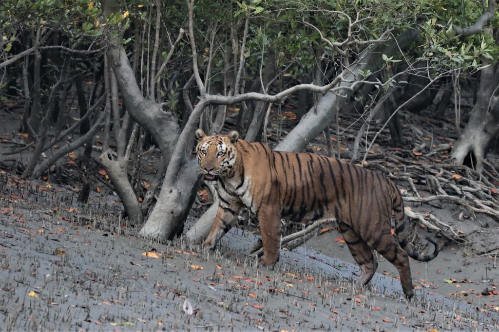 The “Lone” Tiger – Tiger Tales of India
