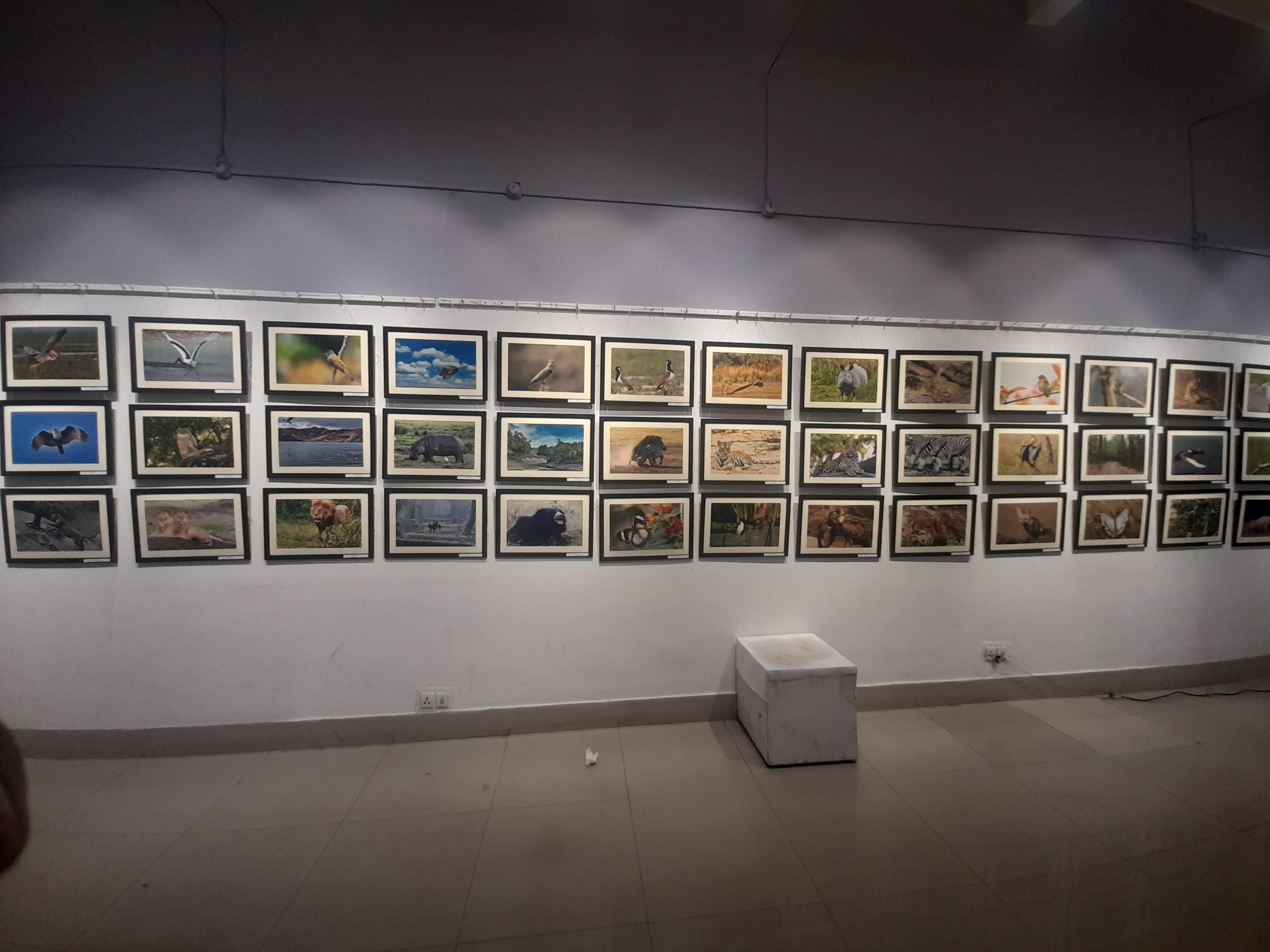 “Life Exists Beyond Humans”- an Exhibition with a purpose – Tiger Tales ...