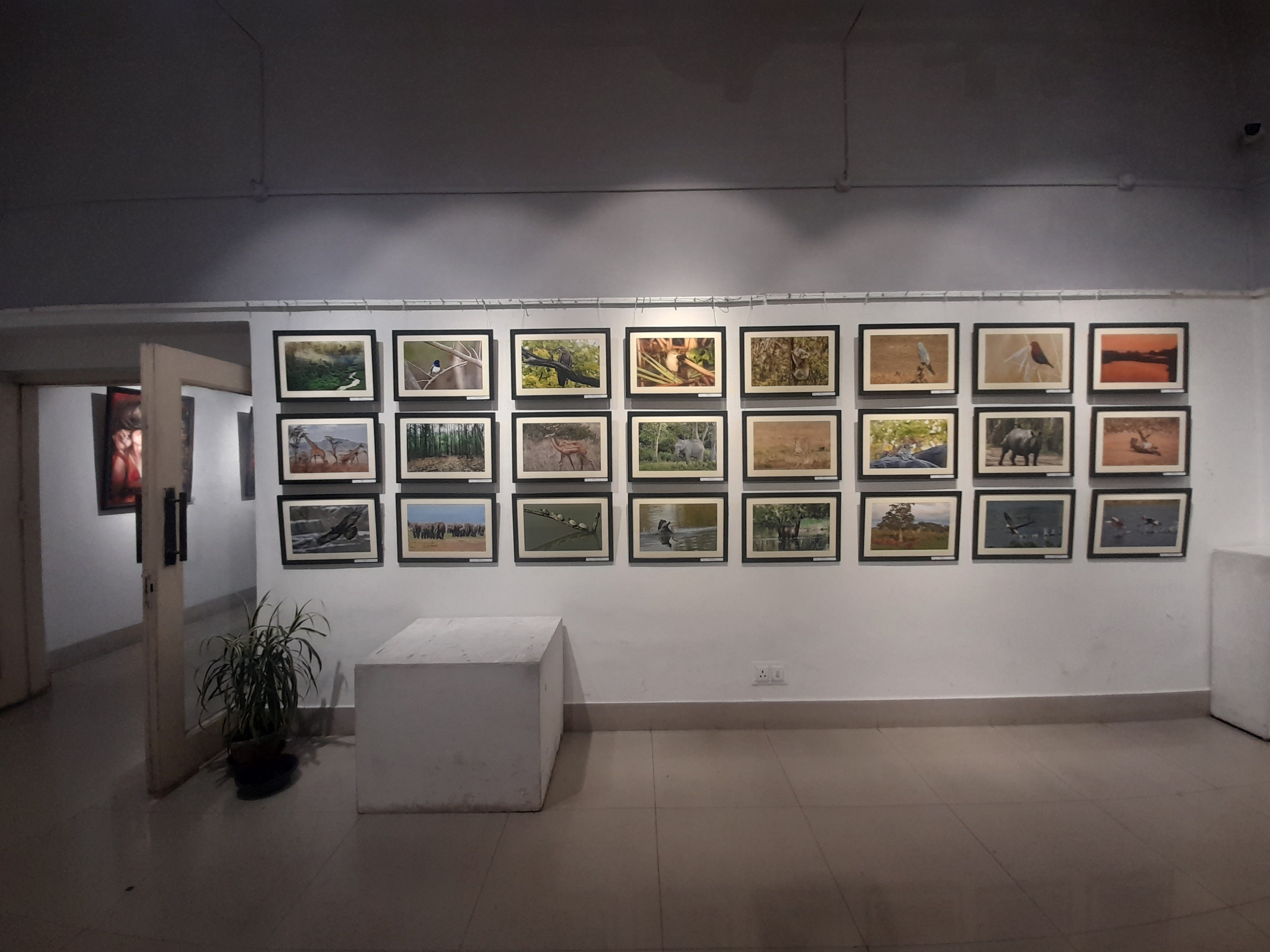 “Life Exists Beyond Humans”- an Exhibition with a purpose – Tiger Tales ...