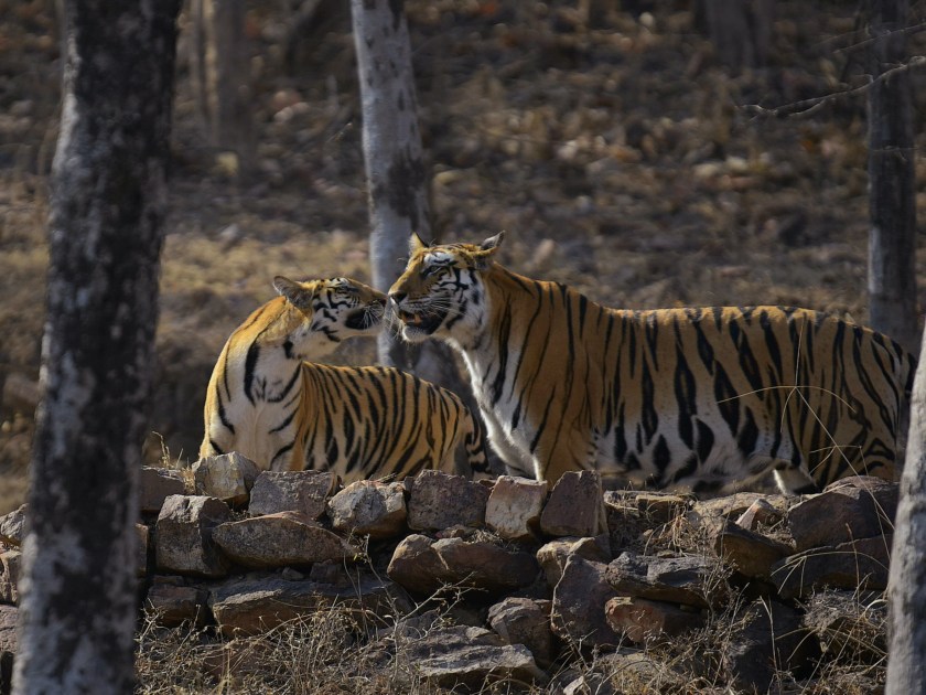 Tiger Gallery- Celebrating 50 Years of Project Tiger – Tiger Tales of India