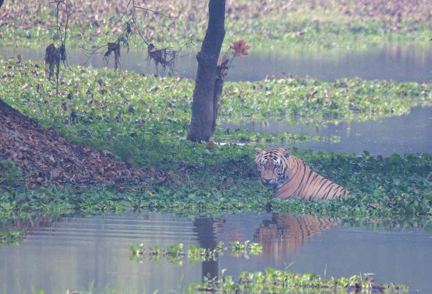 Tiger Gallery- Celebrating 50 Years of Project Tiger – Tiger Tales of India