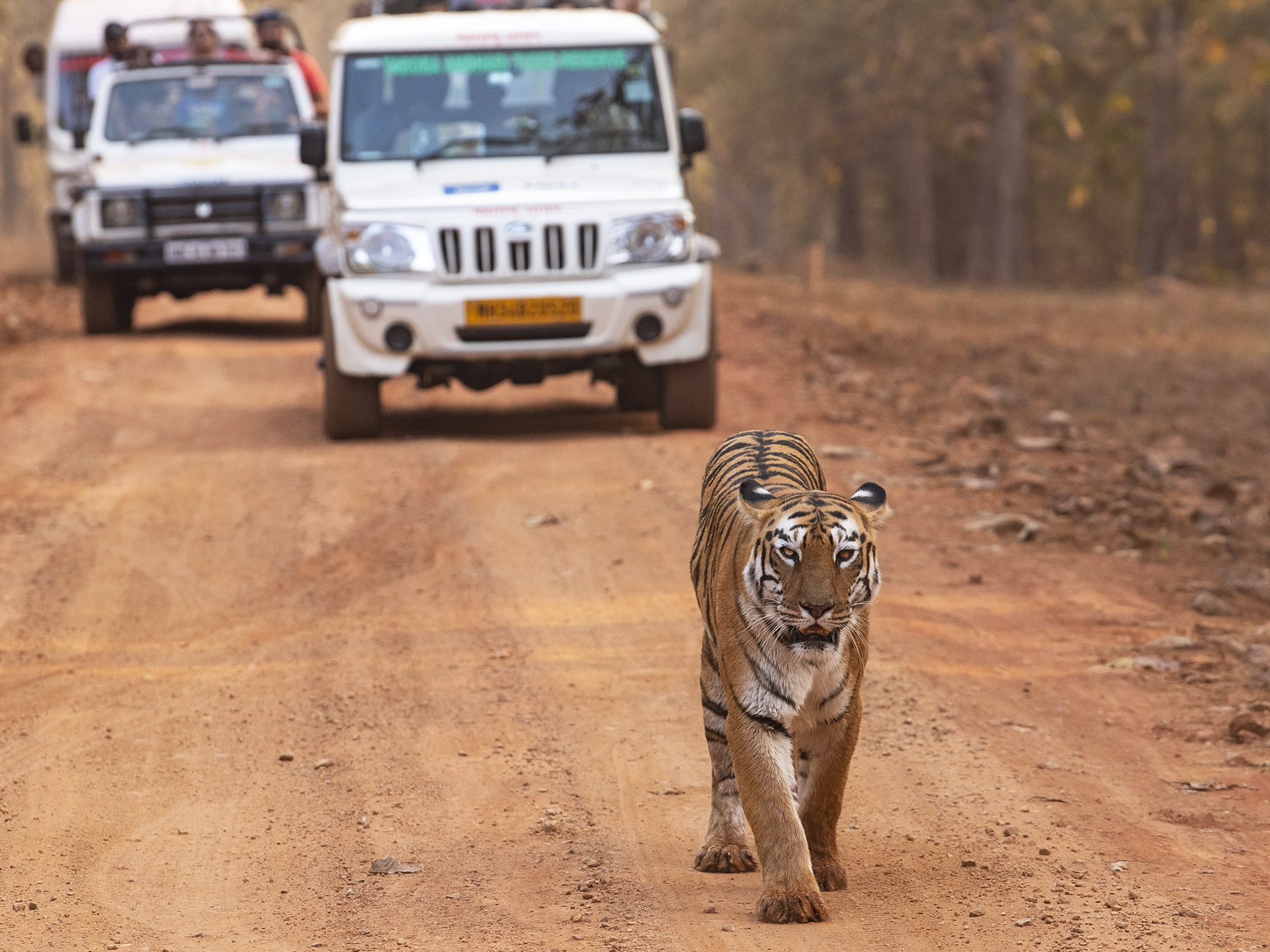 Tiger Gallery- Celebrating 50 Years of Project Tiger – Tiger Tales of India