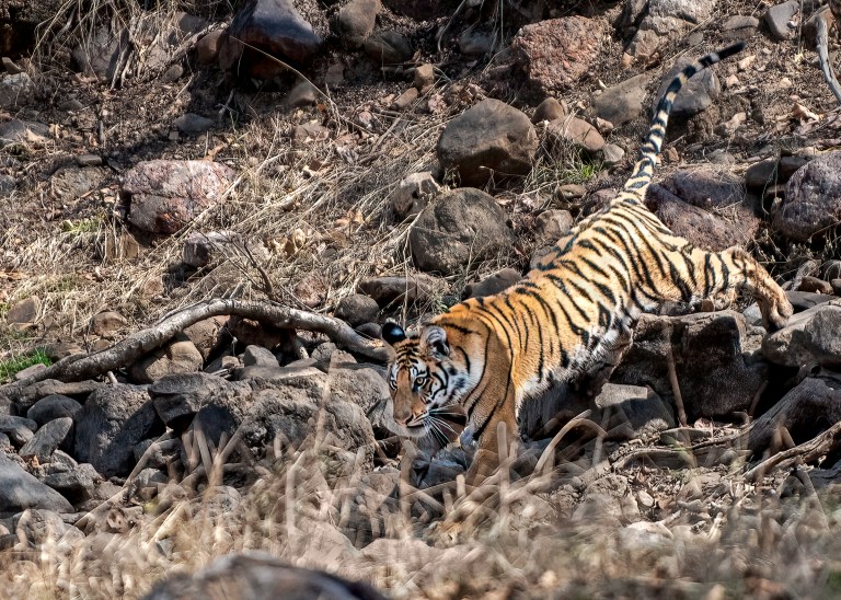 Tiger Gallery- Celebrating 50 Years of Project Tiger – Tiger Tales of India