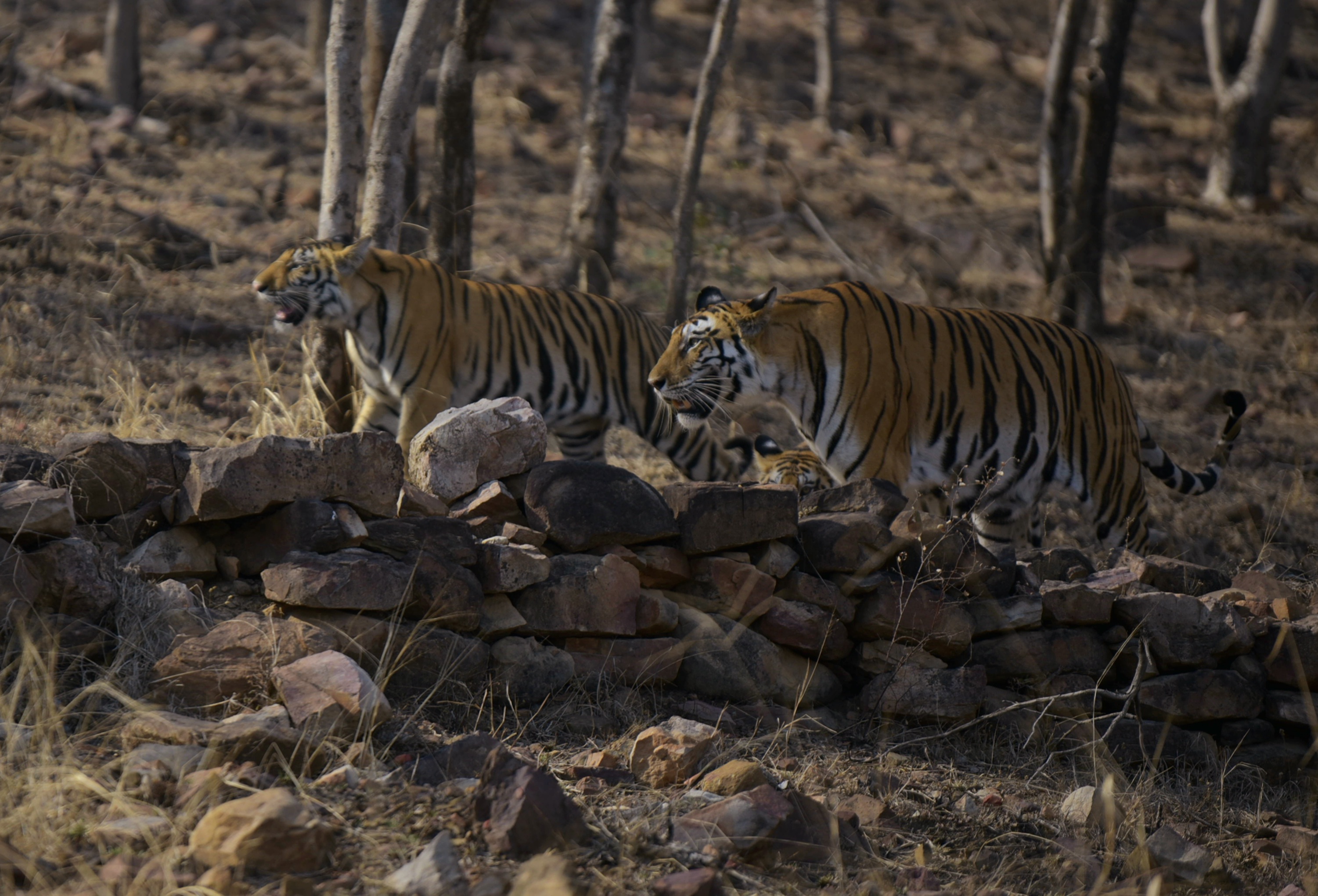 Panna – A Tiger Reintroduction Story Part 1 – Tiger Tales of India